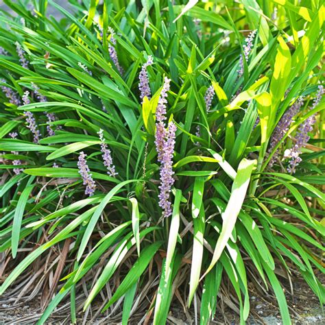 Grass ‘aztec The Home And Garden Center