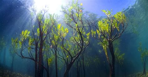 Дэлхийн хамгийн үзэсгэлэнтэй 15 мод