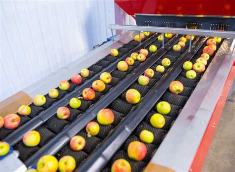 How To Choose A Proper Fruit Sorting Machine