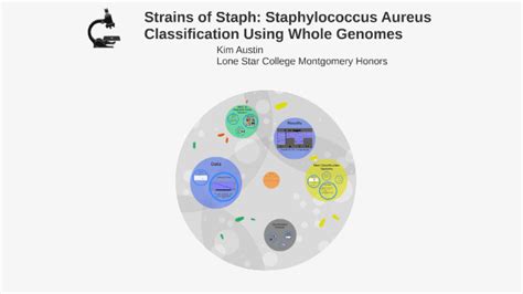 Strains Of Staph Staphylococcus Aureus Classification With By Kim Strains Of Staph Staphylococcus Aureus Classification With By Kim