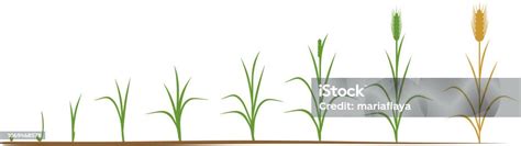 호 밀 라이프 사이클입니다 호 밀 공장 성숙 씨에서 성장의 단계 성장 개념에 대한 스톡 벡터 아트 및 기타 이미지 성장 개념 다이어그램 풀 벼과 Istock