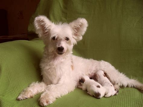 Хохлатая пуховка 52 фото картинки Sobakovod Club