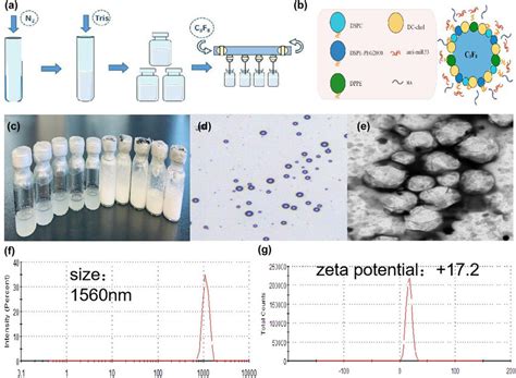 The Morphology And Structure Of The Nbs A Preparation Of Nbs B Download Scientific