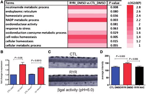 Pathways Associated With Cellular And Oxidative Stress Are Misregulated