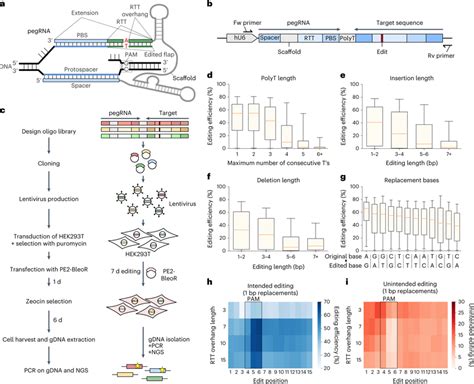 High Throughput Screen For Determinants Of Prime Editing Efficiency A