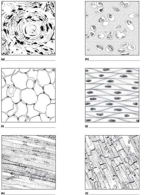 Tissue Identification Diagram Quizlet