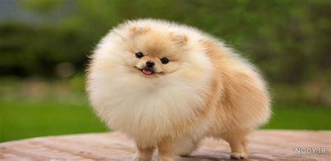 عکس و نژاد سگ های پاکوتاه عکس نودی