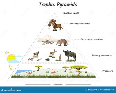 African Savanna Food Chain Diagram