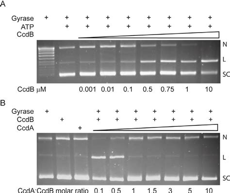 Figure 3 From A Common Origin For The Bacterial Toxin Antitoxin Systems Pard And Ccd Suggested