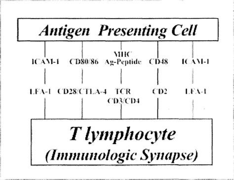 Schematic Diagram Showing The Intercellular Reactions Between An Download Scientific Diagram