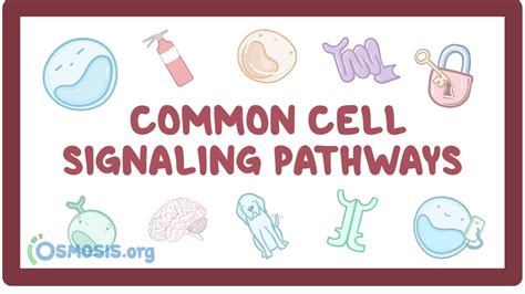 Cell Signaling Pathways Video Causes And Meaning Osmosis