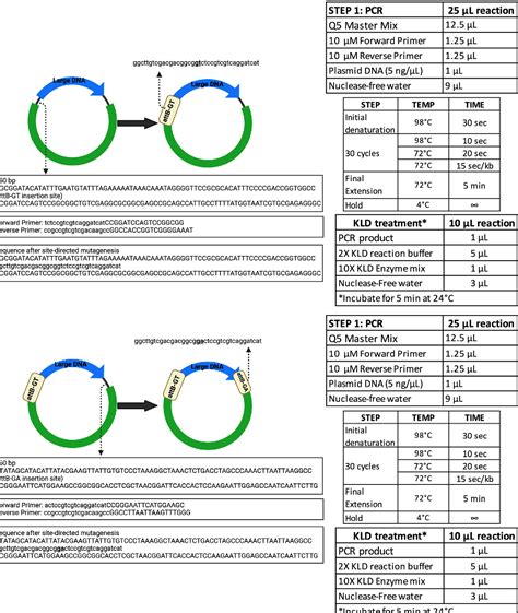 figure 1 from protocol for large dna transgenesis in mice using the