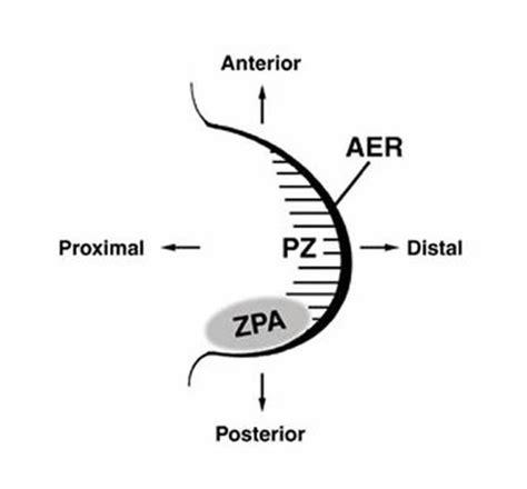 Embryonic Genes Flashcards Quizlet