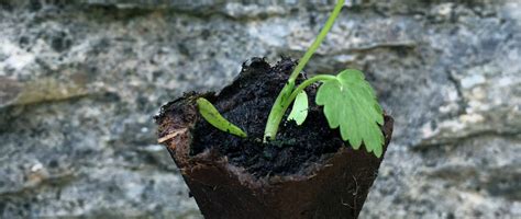 Parsnip Countess Organic Plug Plants From Rocket Gardens