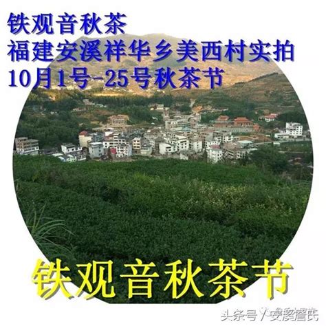 207年鐵觀音秋茶前實景拍攝9月25日 福建安溪祥華多卿 每日頭條