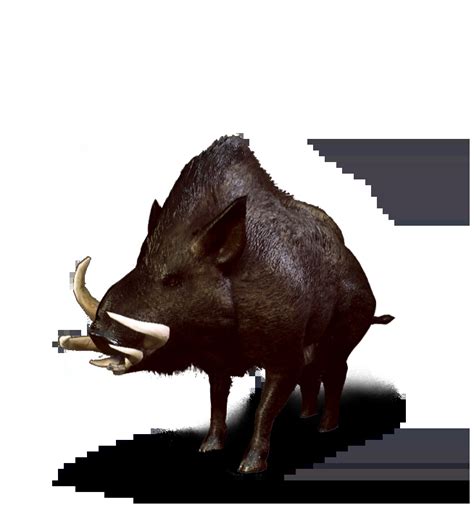 Wild Boar Witcher Wiki Fandom Powered By Wikia