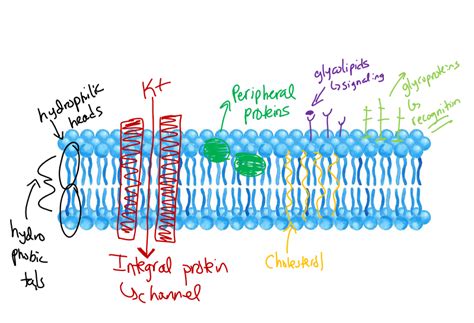 Bio Cells Diagram Quizlet