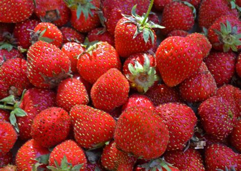 Strawberries ~ Delicious Learning