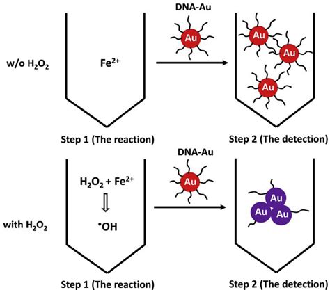 Schematic Description Of The Colorimetric Assay Described In This Download Scientific Diagram