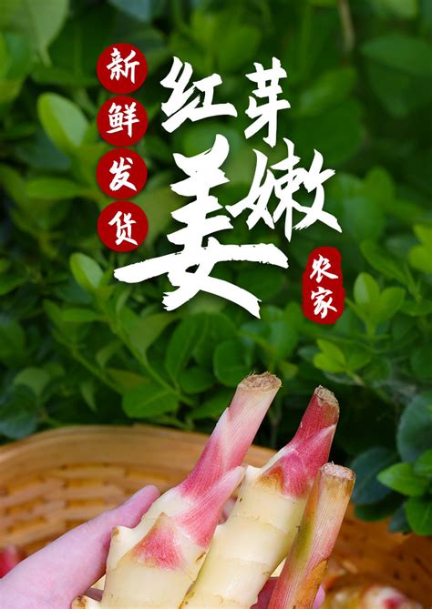 【精选】红芽嫩姜 新鲜大仔姜子姜山东红芽生姜老姜指头姜代发 阿里巴巴