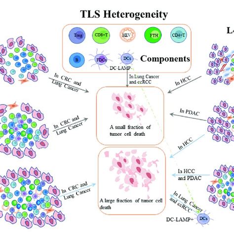 Patients With Cancer Have Different Prognosis Due To Tls Heterogeneity Download Scientific