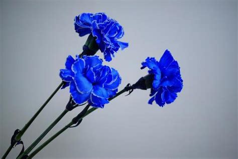 사진 무료 다운로드 이미지 Photoac