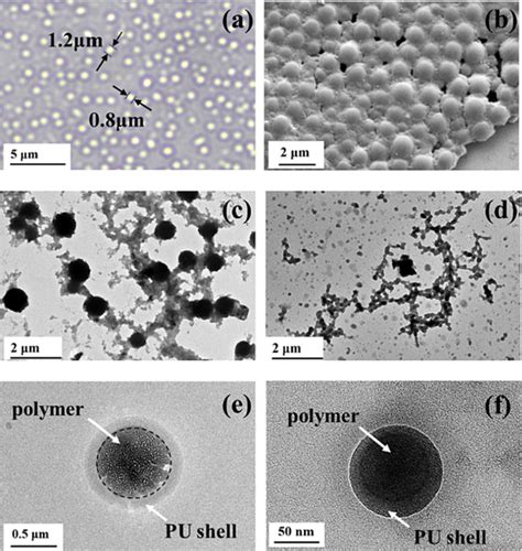 Micromorphology Of Microencapsulated Polymer A Inverted Microscope