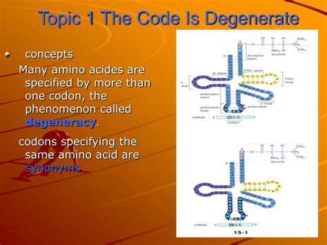 Ppt The Genetic Code Powerpoint Presentation Free Download Id 6122266