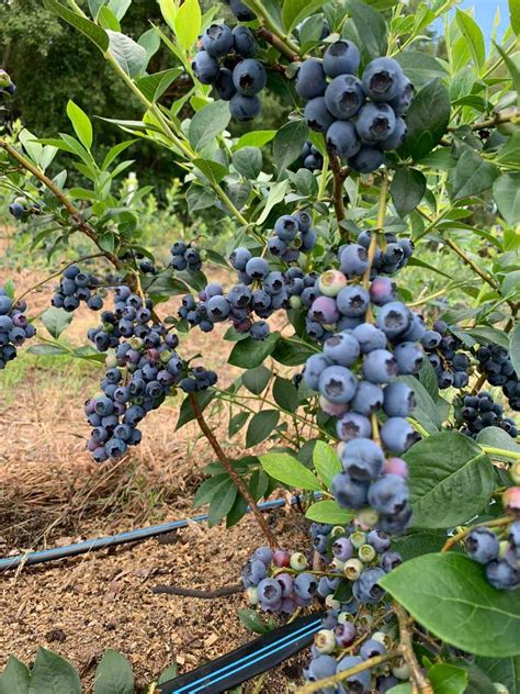 ☝️Миколаївська філія ДП АІРТ ДП «Агентство з ідентифікації і реєстрації тварин інформує 🐄🐖