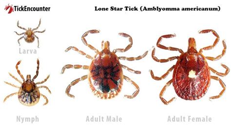 Lone Star Tick Tickencounter