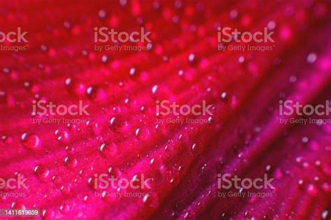 디자인 요소로 표면 배경에 수분의 꽃 방울 붉은 보라색의 섬세한 꽃잎의 주름 배경 극단적 인 매크로와 친밀한 곡선 0명에 대한 스톡 사진 및 기타 이미지 Istock