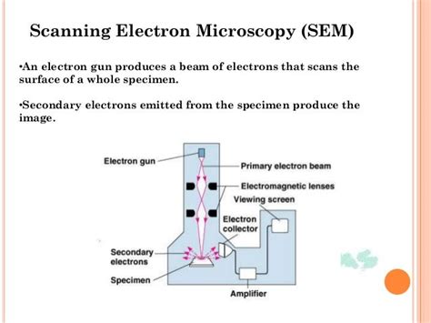 Types Of Microscopes Chart Differences Between Light Microscope And Electron Microscope