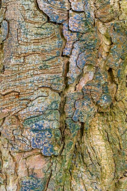 Premium Photo Embossed Creative Texture Of Tree Bark Brown Tree Bark Closeup With Green Moss