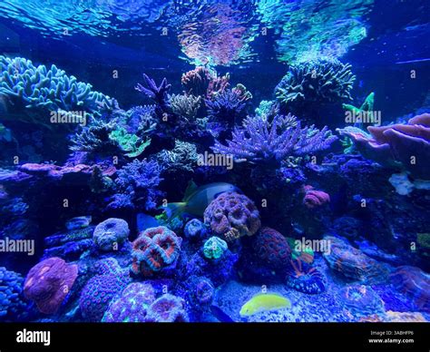 Coral And Anemone Inside Coral Reef Aquarium Tank With Fishes Stock