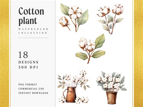 Watercolor Cotton Plant Clipart Bundle Illustration Par Designscotch