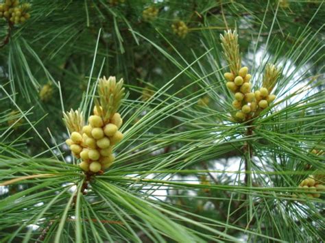 Pinus Strobus White Pine Native Haunts