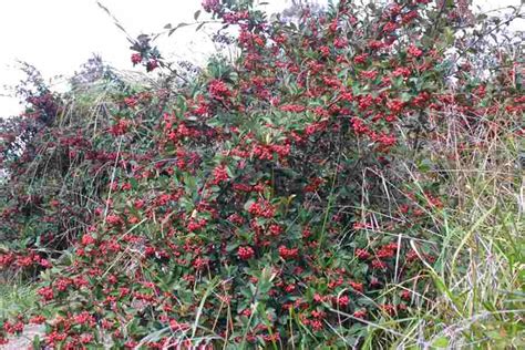 Cotoneaster Glaucophyllus