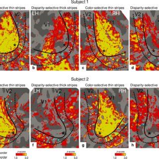 Figure Supplement Individual Activation Maps For Color Selective Download Scientific Diagram