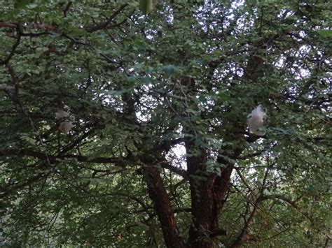 The Tree Frog Mating Saga Continues An Unbelievable Sightingvideosphotosplease Scroll To The