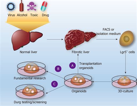 Use Of Liver Organoids To Study Liver Fibrosis Normal Liver Tissue Is