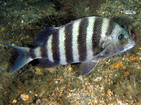 Sheepshead Underwater