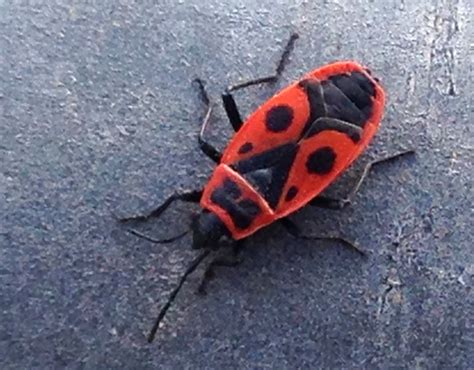firebug from israel what s that bug