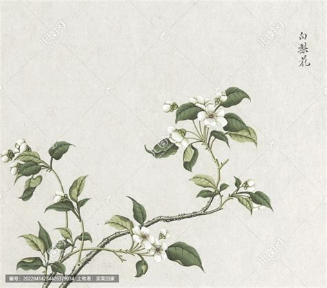 白梨花花卉水彩国画素材插画