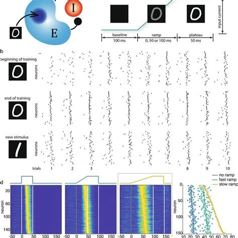Spiking Neural Network Model Replicates Stimulus Evoked Response Download Scientific Diagram