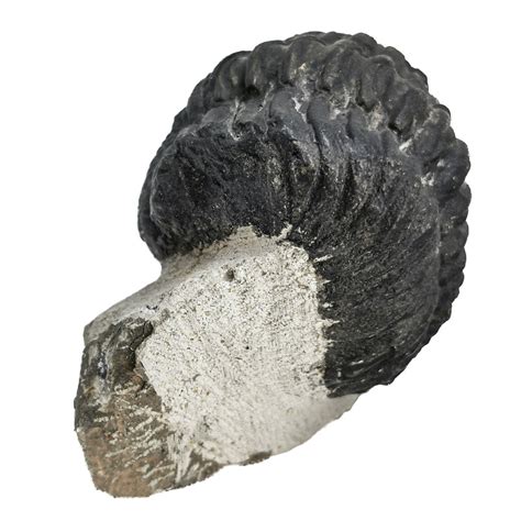 Phacops Trilobite Large Fossil