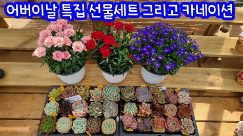 24430 🌹어버이날 특집 선물세트와 카네이션🌸 꽃동산다육 010 3939 4304 Youtube