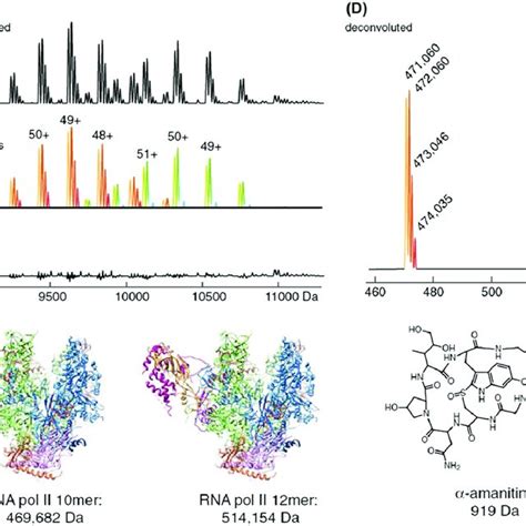 Deconvolution Of Native Ms Spectrum Of Rna Pol Ii With High Levels Of Download Scientific