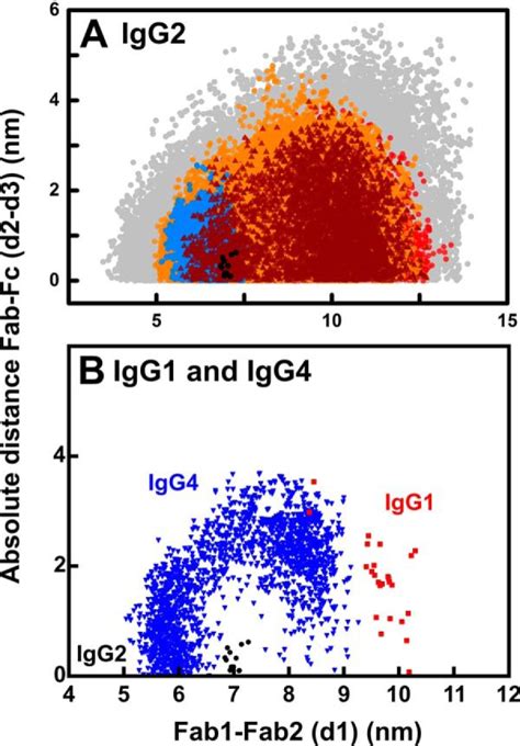 The Solution Structure Of The Human Igg2 Subclass Is Distinct From