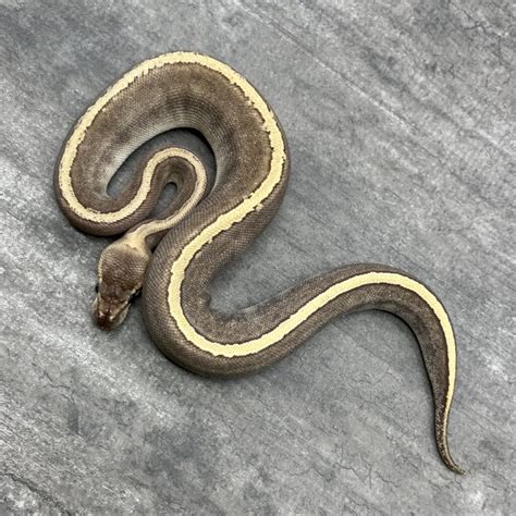 Mojave Ghi Pinstripe Freeman Ballpython Mojave Ghi Pinstripe Freeman Ballpython
