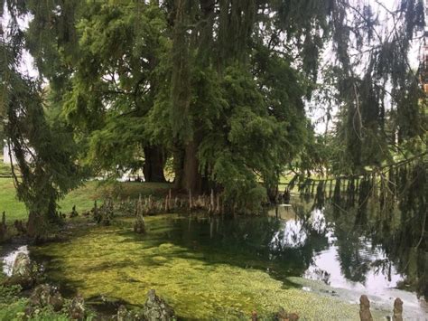 13 Types Of Cypress Trees Our Favorite Varieties With Pictures Mymydiy Inspiring Diy Projects